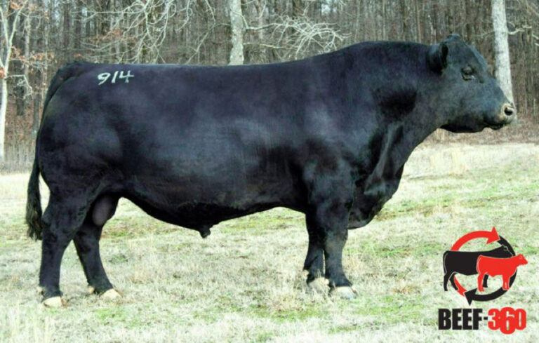 Bred Heifers – Circle B Ranch